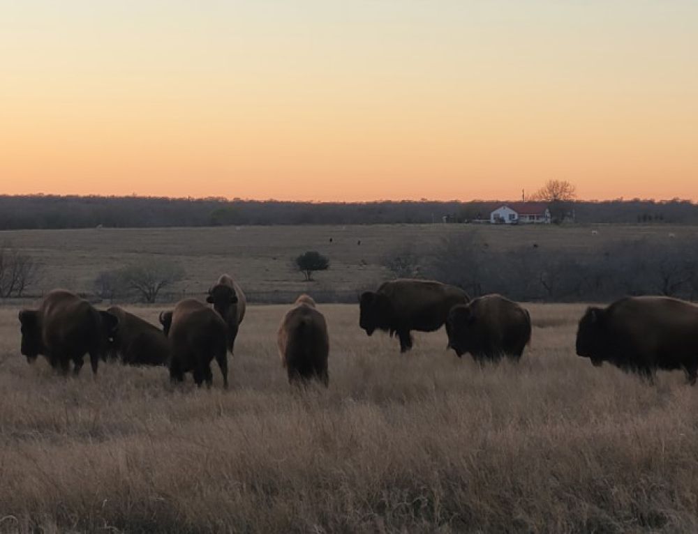 The Evolution of Cowboy Culture - Sid Richardson Museum